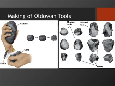 Ppt Hominin Evolution Stone Tools Overview Powerpoint Presentation