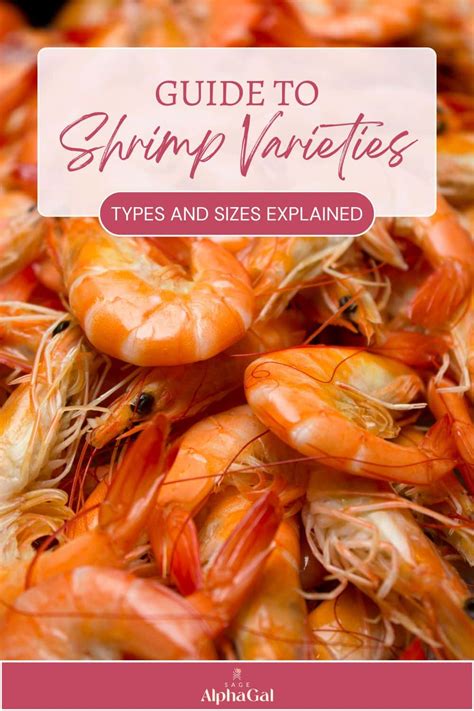 Shell Yeah Dive Into The Different Types Of Shrimp