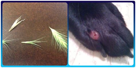 Grass Seeds Veterinary Hospital Group