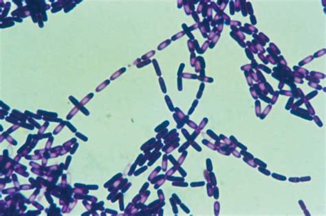 Bacillus Atrophaeus