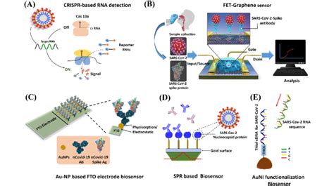 Biosensors For Sars Cov 2 Virus Detection A Crispr Based Nucleic Acid Download Scientific