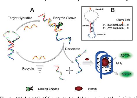Figure 1 From An Ultrasensitive Colorimeter Assay Strategy For P53