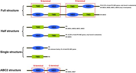 Tracing The Structural Evolution Of Eukaryotic Atp Binding Cassette
