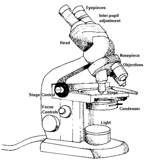 Simple Microscope Sketch ClipArt Best
