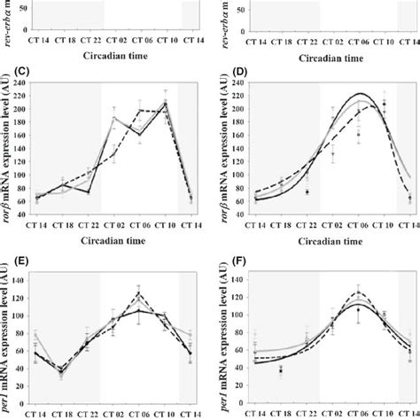 Quantification Of The Pt Mrna Expression Of Rev Erba A Rorb C And
