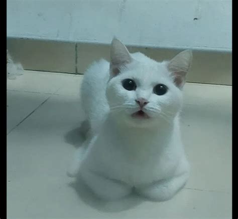 قطط للتبني زولكر