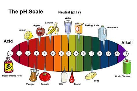 Wonkee Donkee S Lesson On Acidity And Alkalinity PH Wonkee Donkee Tools