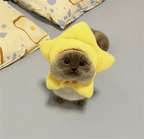 별모양 노란 모자 얼굴에 씌워줬더니 너무 귀엽다 난리난 아기 고양이 애니멀 플래닛