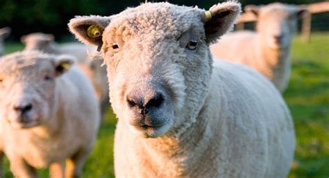 Babe Has Sex With Sheep To Relieve Exam Stress