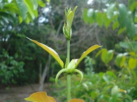 Uña de gato la poderosa planta medicinal en peligro de extinción Infobae