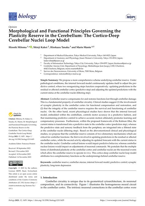Pdf Morphological And Functional Principles Governing The Plasticity