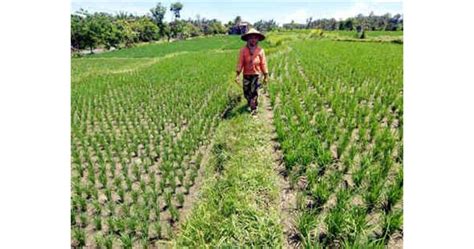 Принудиха младеж да се ожени за крава правил секс с нея