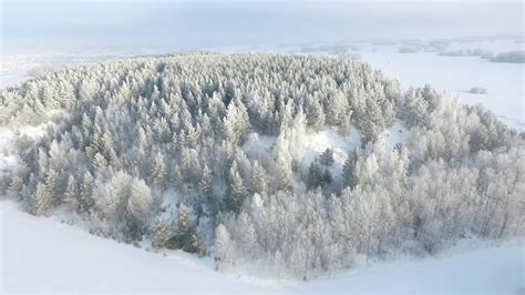 Поле. Лес. Зима. - YouTube