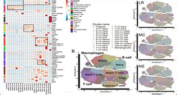 The Landscape Of Long Noncoding RNAs In The Human Transcriptome RNA Seq Blog