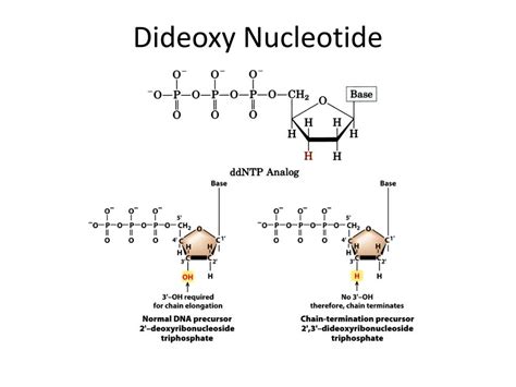 Ppt Dna Sequencing Powerpoint Presentation Free Download Id 2374266