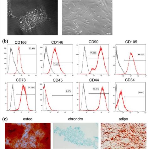Characterization Of Ipsc Mscs A Morphology Of Ipscs And Ipsc Mscs