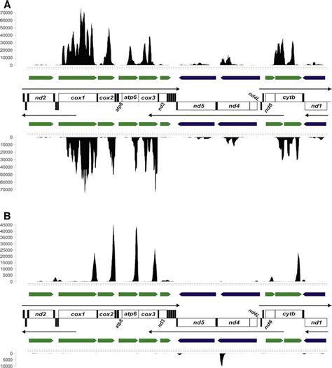 Alignment Of The Reads Obtained By Standard Rna Seq A And 3′ Rna Seq