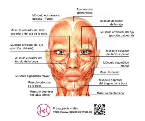 Músculos Faciales 🔹paradigmia