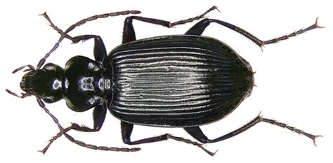 Genus Limodromus · Inaturalist