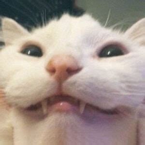 Funny Cat Pfp Funny Pfp With Cat For Tiktok Discord Instagram Etc