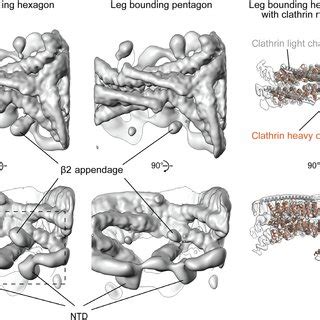 Overview Of AP And Clathrin Structures A Schematic Representation Download Scientific