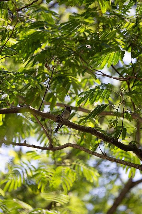 Gambar Background Pewee Vektor Dan File Psd Untuk Unduh Gratis Pngtree