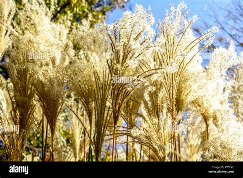 Miscanthus Sinensis Malepartus Chinese Silver Grass Seed Heads
