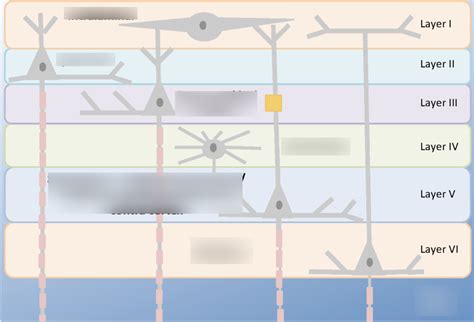Cortical Layers Diagram Quizlet