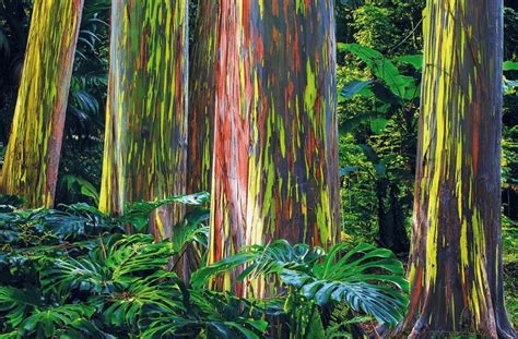 Top 10 Most Beautiful Trees In The World With Names And Photos