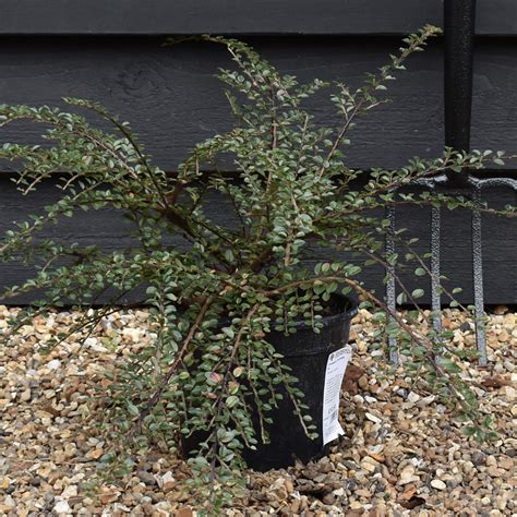 Cotoneaster Horizontalis Height 10 20cm Width 15 50cm 3lt