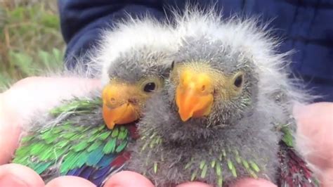 New Research From ANU Reveals Only Few Hundred Of Swift Parrot Remains Gold Coast Bulletin