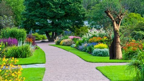 How To Use Queensland Bottle Trees In Your Landscape For An Eye
