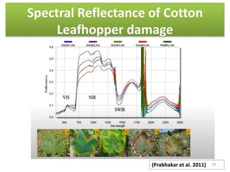 High Throughput Plant Phenotyping In Crop Improvement Pptx