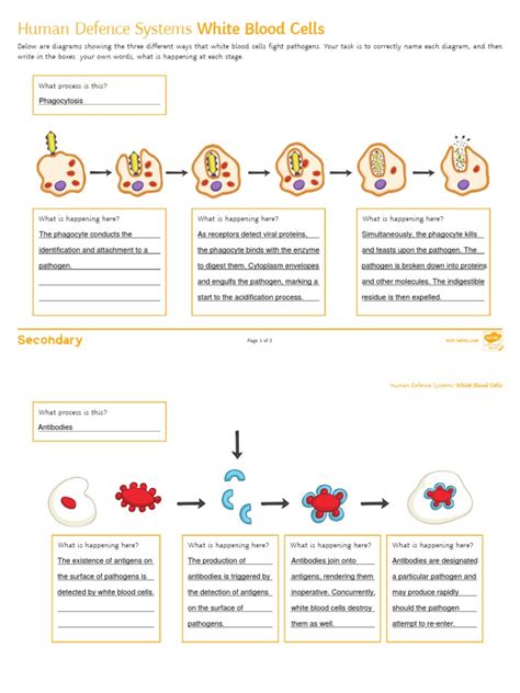 Human Defence Systems Storyboard Pdf Phagocyte Antibody