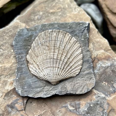 Fossil Shells Free Stock Photo Public Domain Pictures