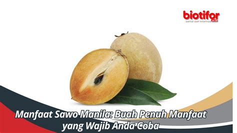 Manfaat Buah Gandaria Kaya Nutrisi Untuk Kesehatan Optimal Biotifor