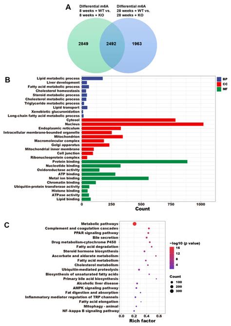 Genes Special Issue Bioinformatics Of Rna Modifications And