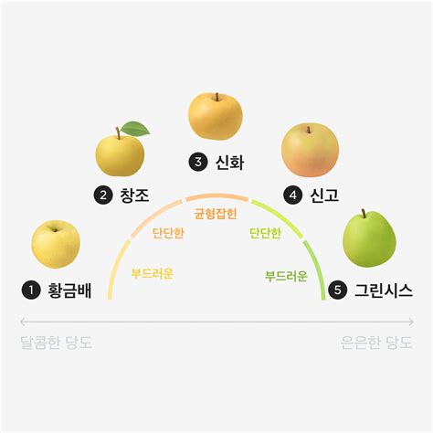 바로배송 과일선물세트 지속 가능한 패키지 실속형 배 선물세트 배 6개 Ssgcom