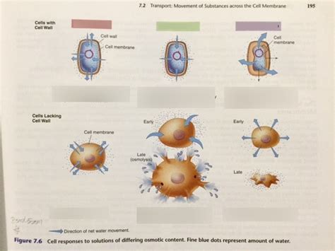 Figure 7 6 Cell Response To Different Osmotic Content Diagram Quizlet