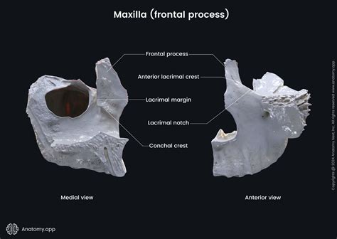 Maxilla Anatomy App