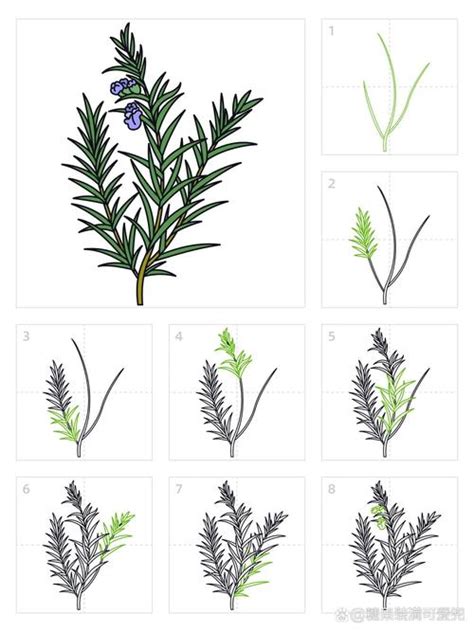 七里香植物简笔画 简笔画图片大全
