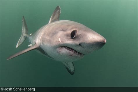 Photographing Porbeagle Sharks In France