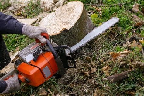 Cutting Tree Stock Photo Image Of Male Industry Sharp 108650334