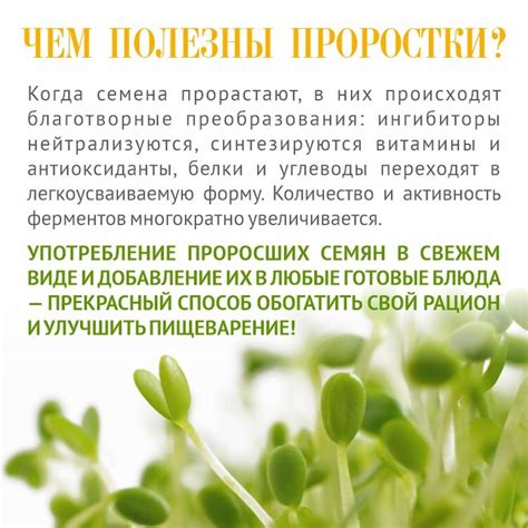 Пшеница отборная для проращивания и витграсс, 5 кг
