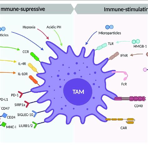 Recent Publicly Available Single Cell Datasets Of Tme Download Scientific Diagram