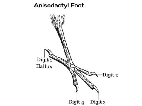 Birds Feet Anatomy Types And Fun Facts Nature Roamer