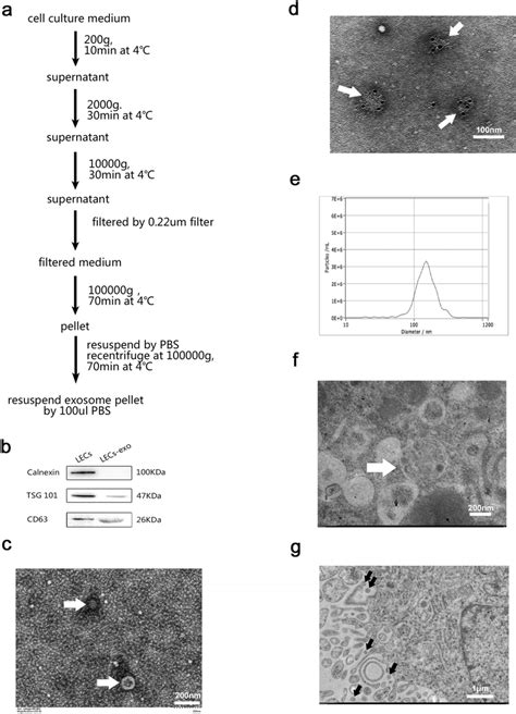 Exosomes Secretion Of Sra0104 A Flow Chart Of Exosomes Isolation By