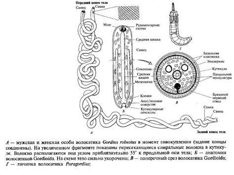 Строение и жизненные циклы первичнополостных червей Типы