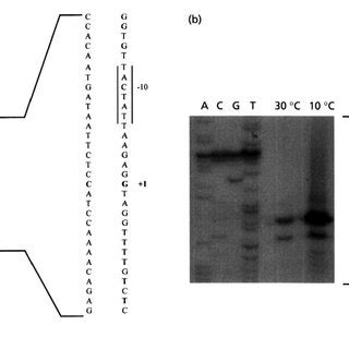 Primer Extension Experiments For A CspC And B CspD Sequence Download Scientific Diagram
