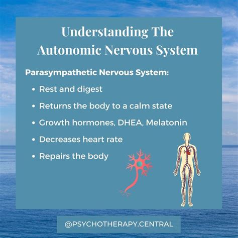 Understanding The Autonomic Nervous System Nervous System Autonomic Nervous System Nervous